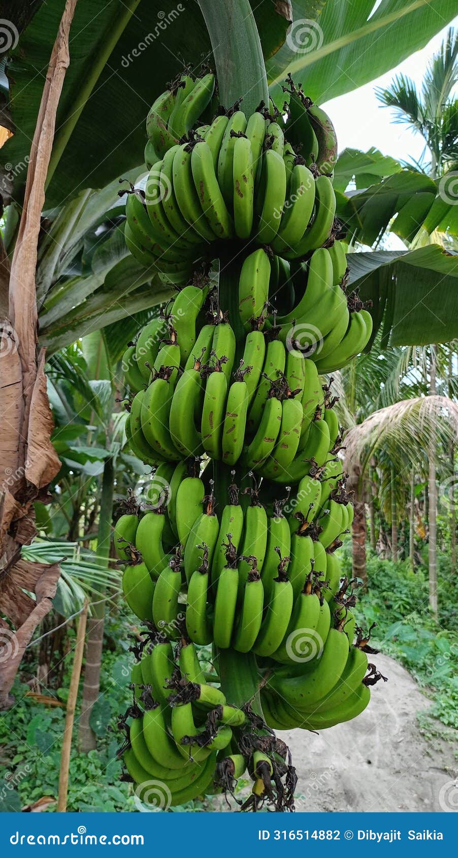 Banana stock photo. Image of good, organic, india, green - 316514882
