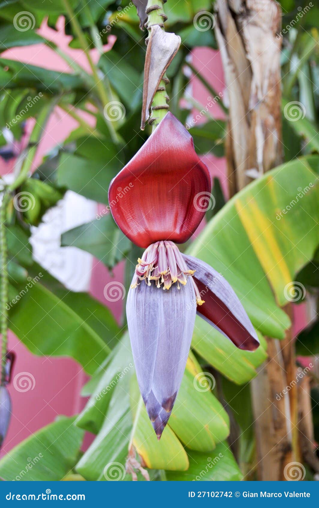 Banana inflorescence stock photo. Image of pseudostem - 27102742