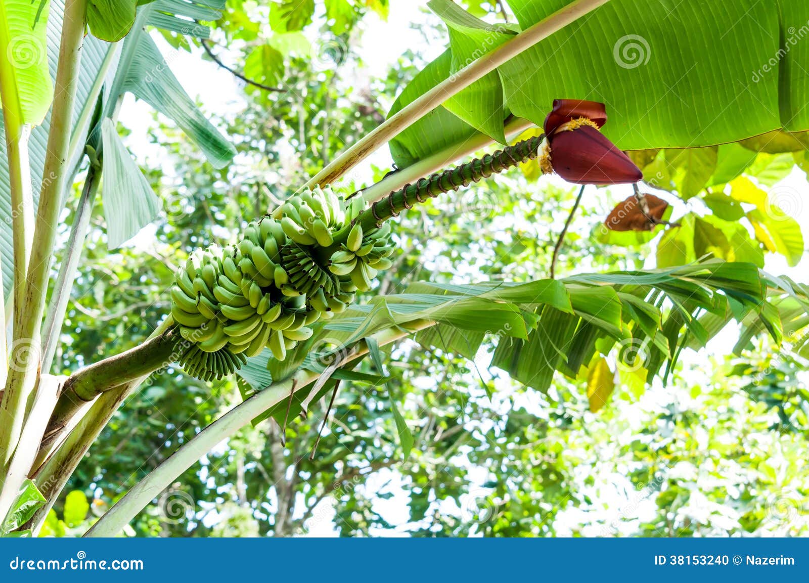 Banana inflorescence stock photo. Image of dessert, organic - 38153240