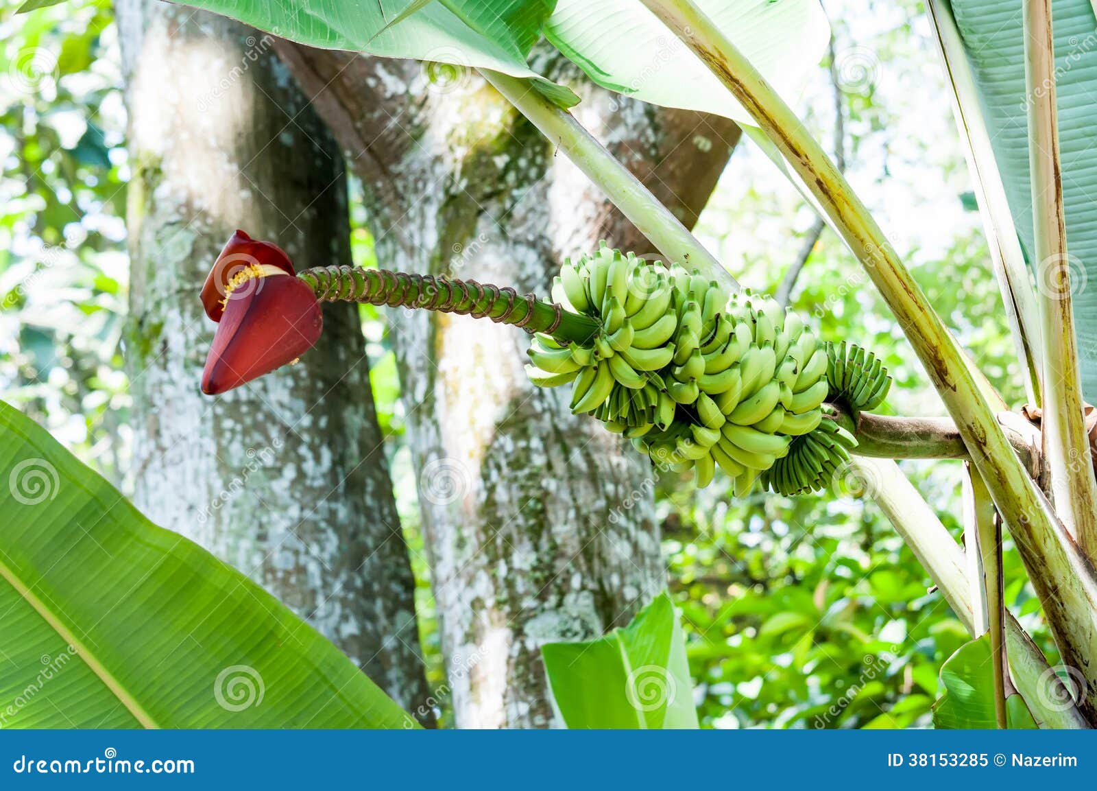 Banana inflorescence stock image. Image of freshness - 38153285