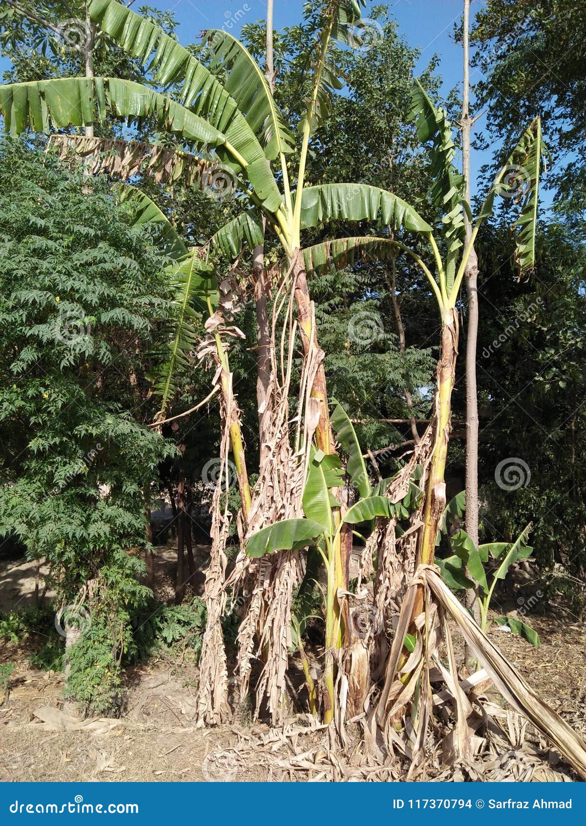 BANANA stock photo. Image of stem, crom, herbaceous - 117370794