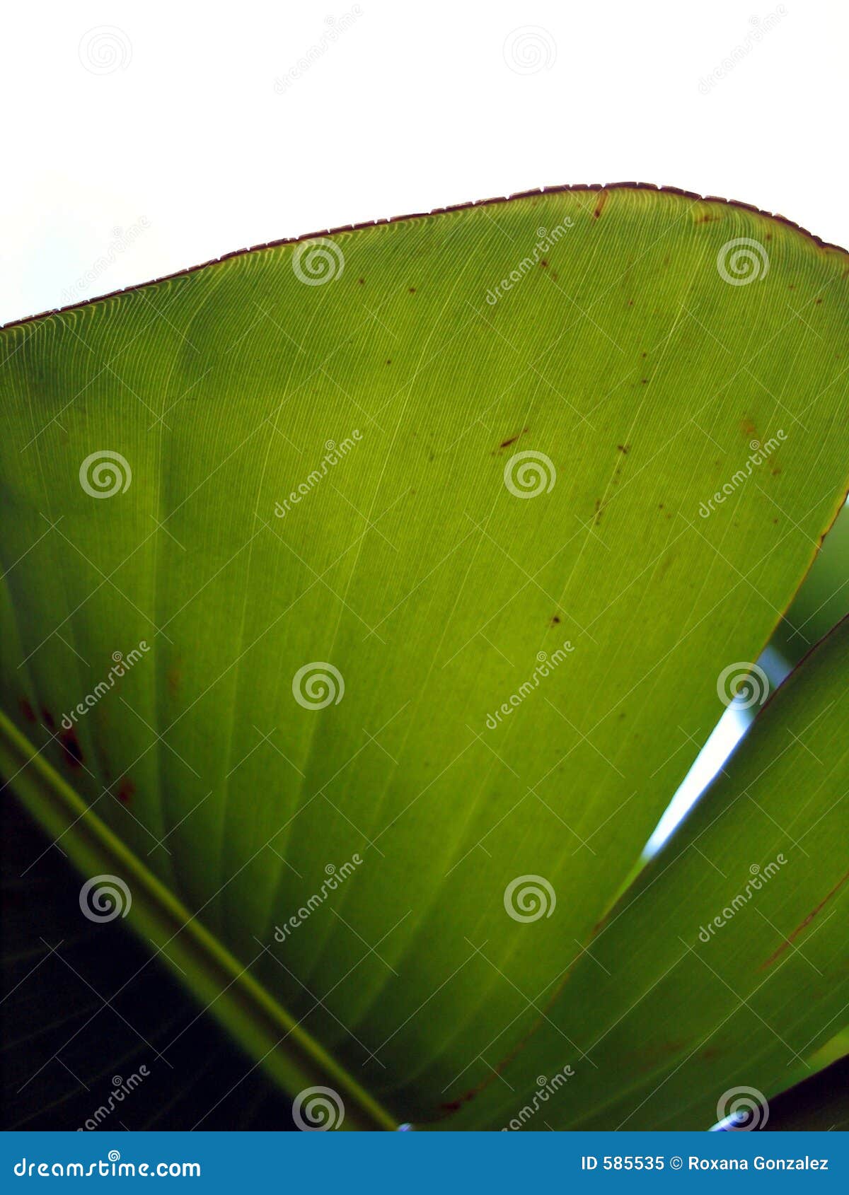 9,388 Big Leaf Texture Detail Stock Photos - Free & Royalty-Free Stock ...