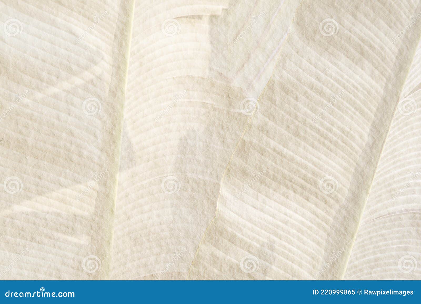 Banana Leaf Pattern on a Beige Cement Background Illustration Stock ...
