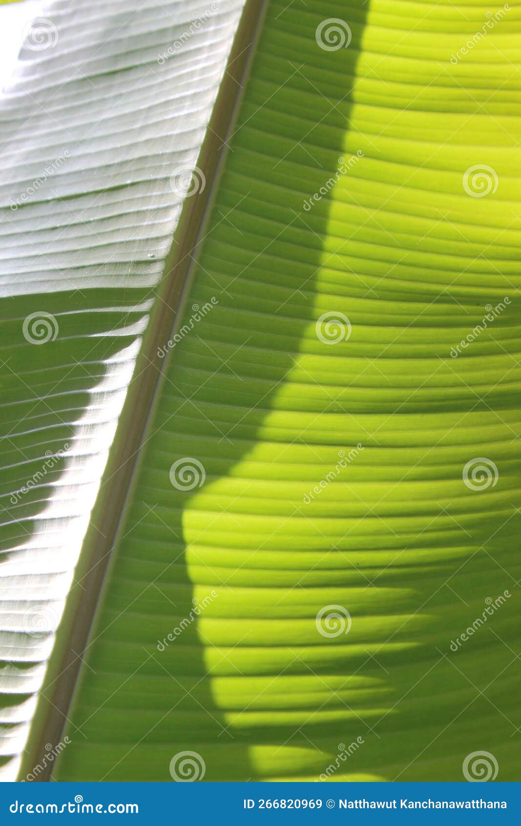 Banana Leaf Texture Background. Green Banana Leaf with Shadow and ...