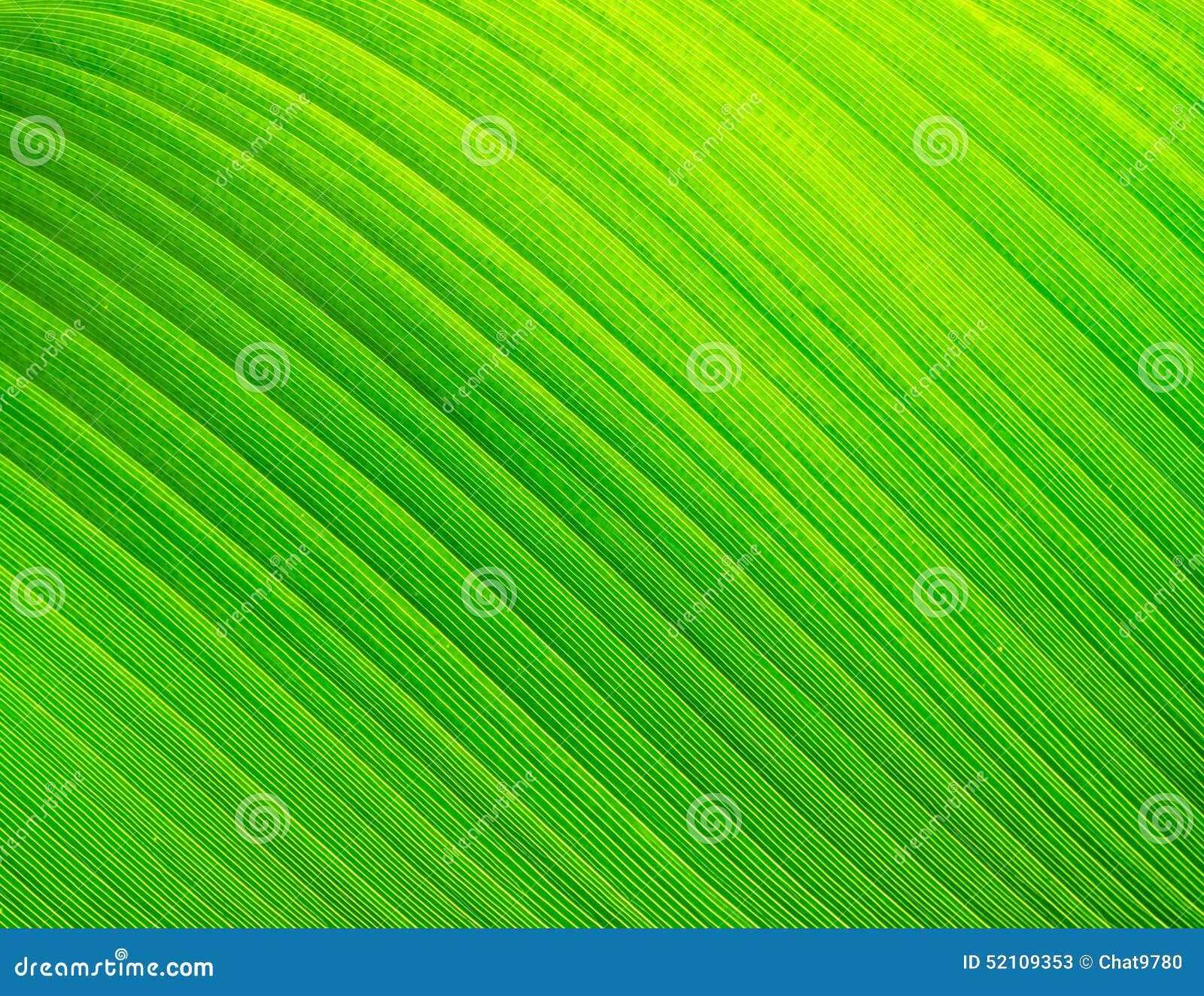 Banana leaf texture stock image. Image of curves, banana - 52109353