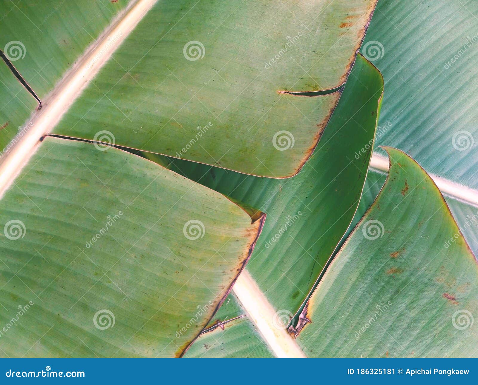 Banana leaves overlap. stock image. Image of latin, greenery - 186325181