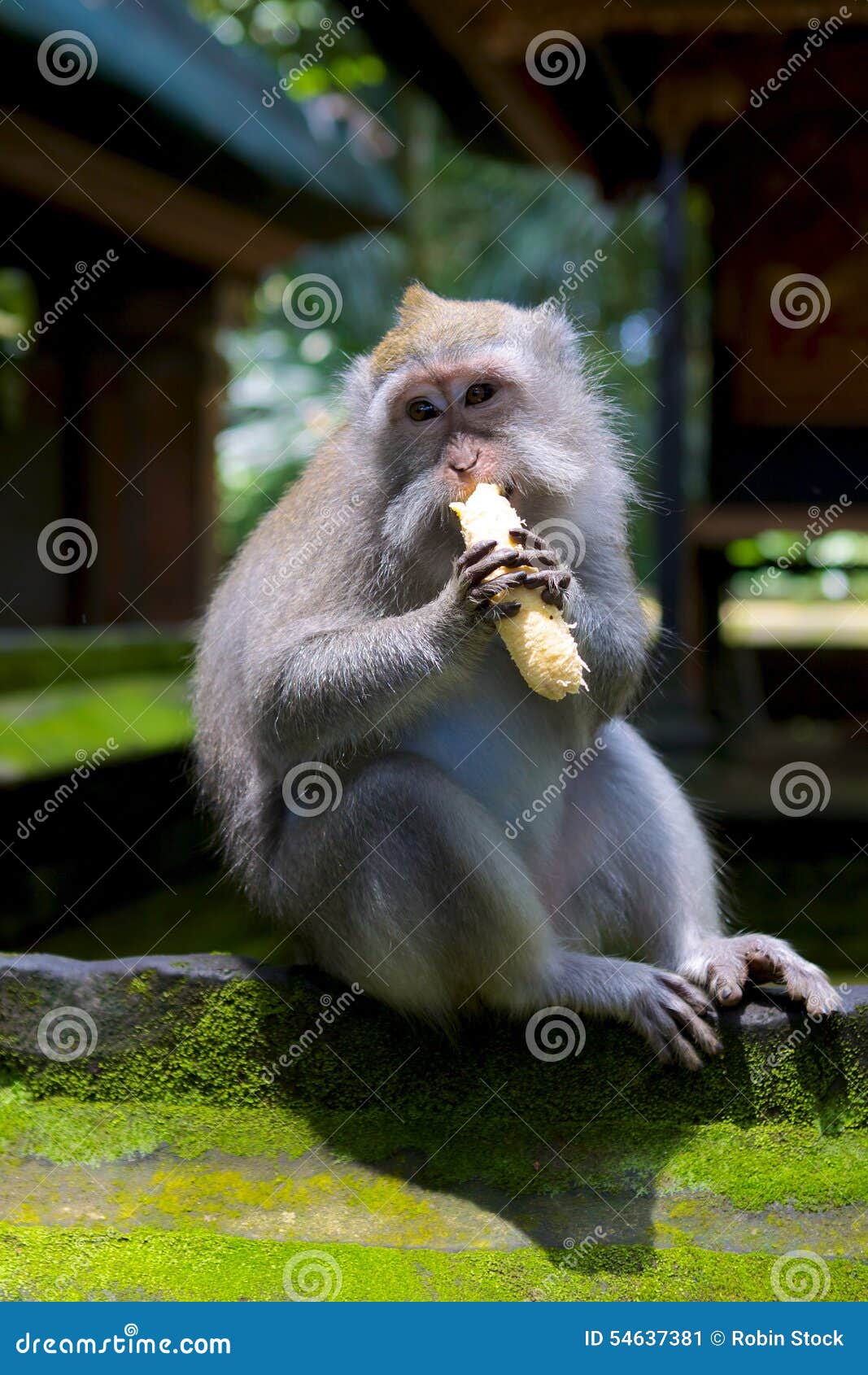 Banana Muncher stock image. Image of food, macaque, animal - 54637381