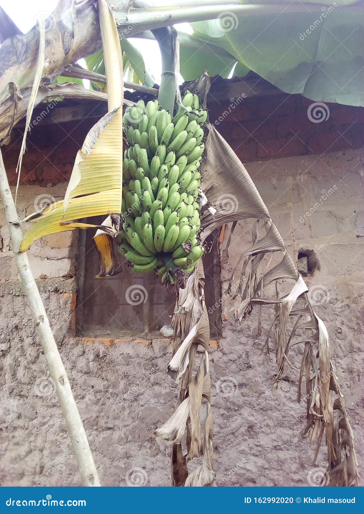 Banana stock photo. Image of banana, sweat, ndizi, home - 162992020