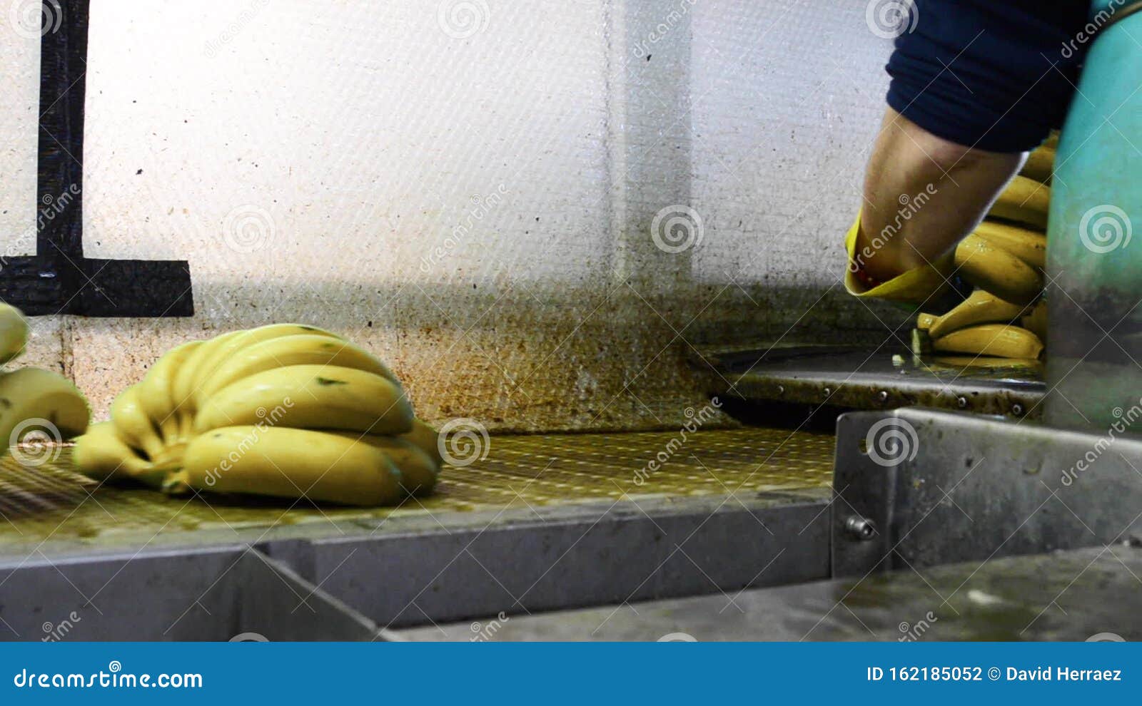 Banana during Packing Process, Banana on Conveyor Belt on Packing Line ...