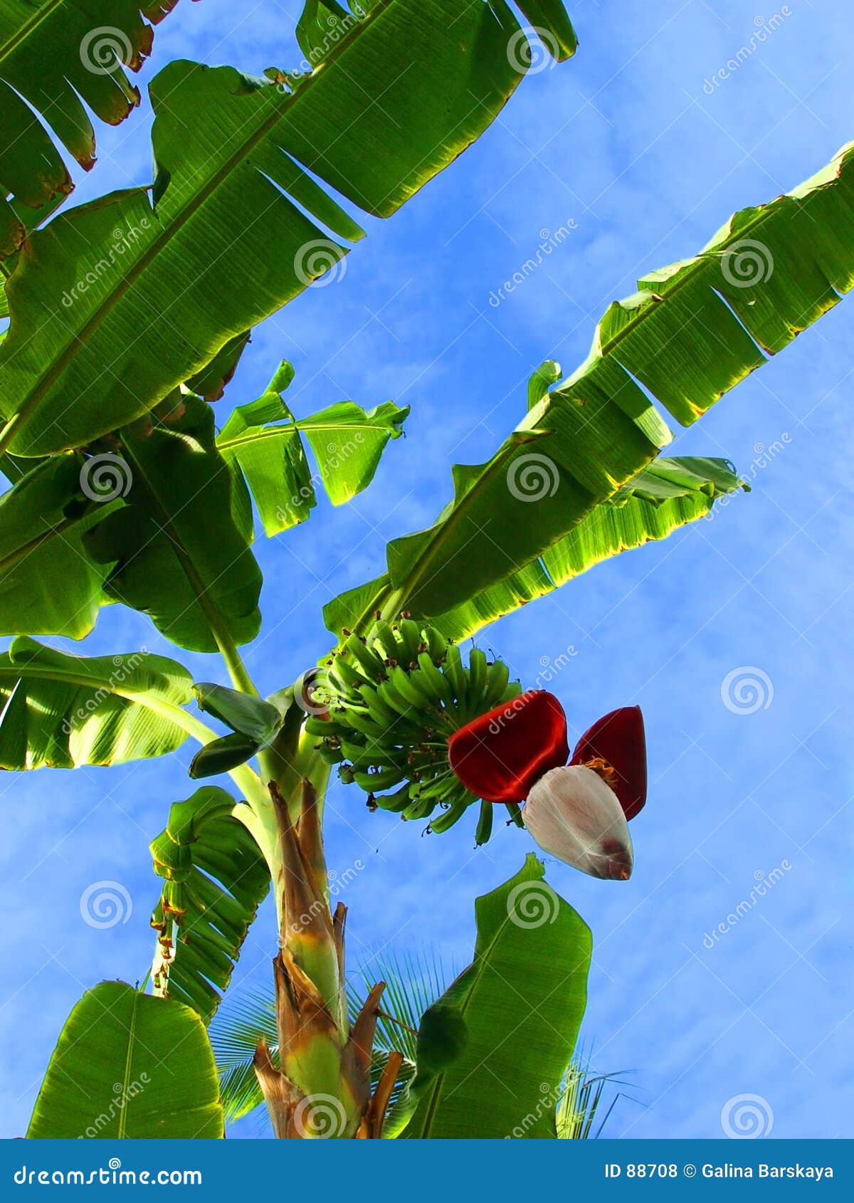 Banana palm tree stock photo. Image of leaf, exotic, hawaii - 88708