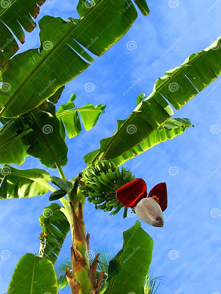 Banana palm tree stock photo. Image of leaf, exotic, hawaii - 88708
