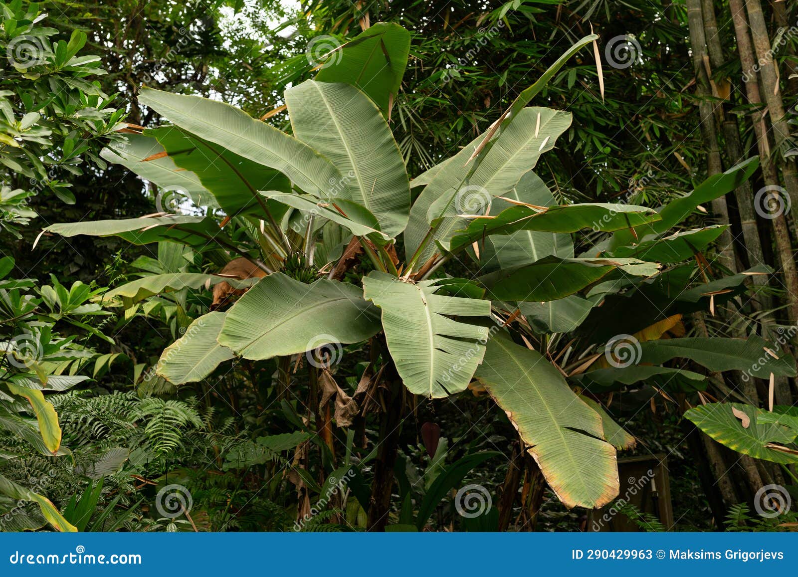 Banana Palm Tree Growing in Tropical Greenhouse Stock Image - Image of ...