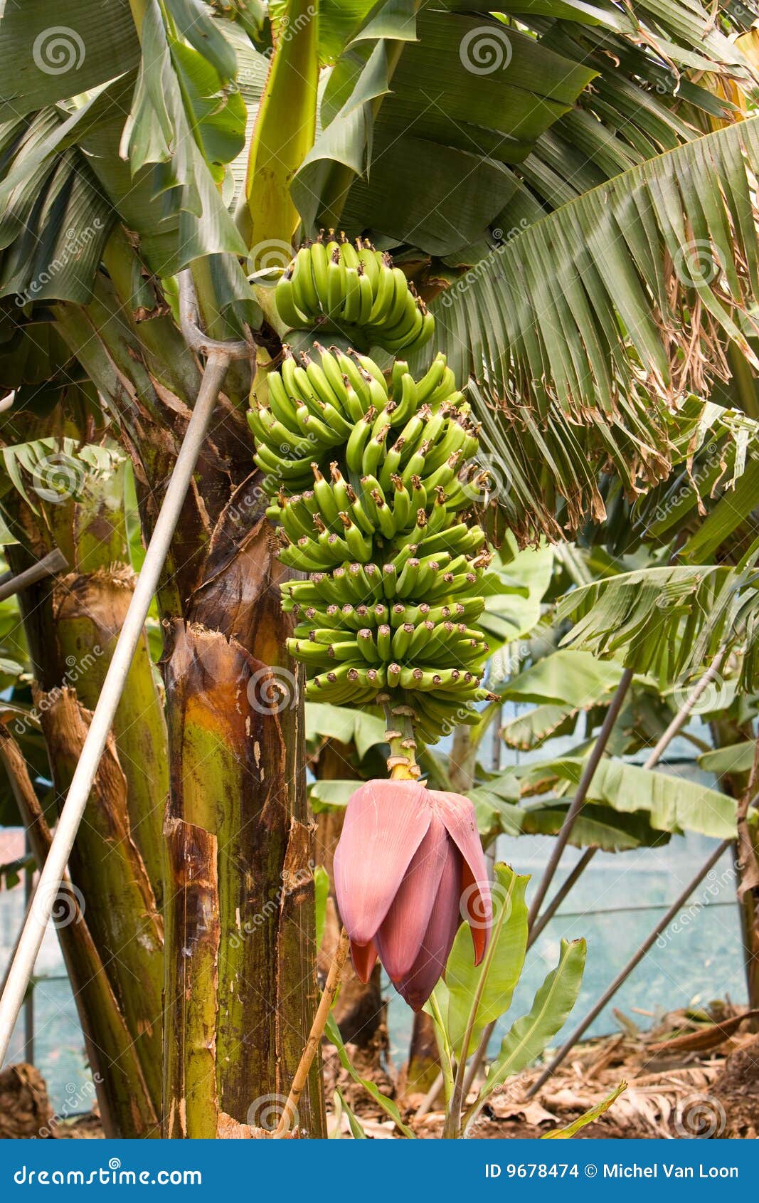 Banana Plant, Blood Banana Or Musa Acuminata Or Musa Balbisiana And ...