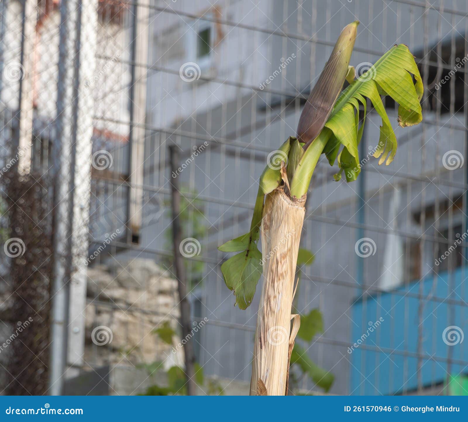 A Banana Plant with Flower Spike in the Spring Time Stock Photo - Image ...