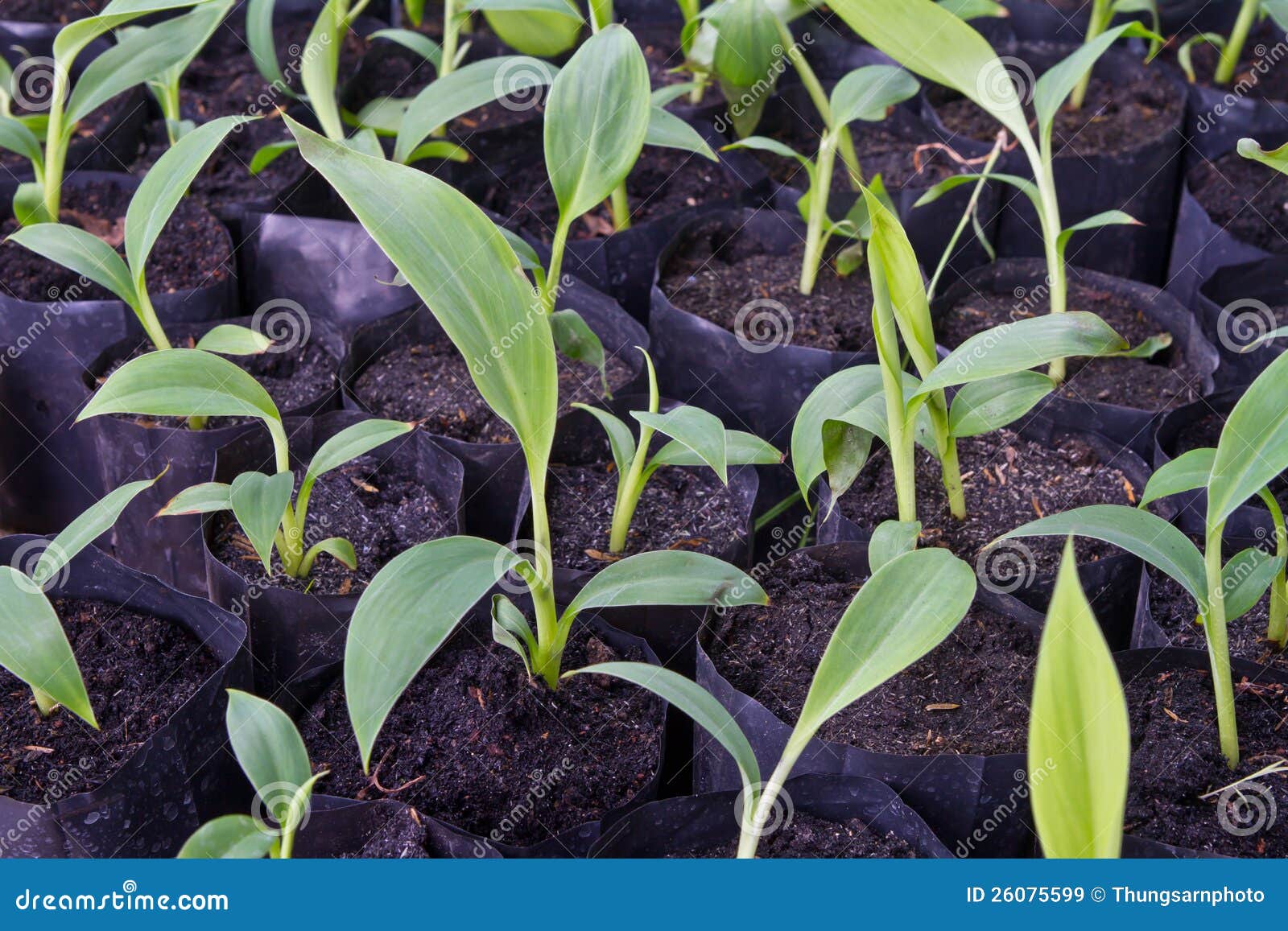 Banana plant in nursery stock image. Image of environment - 26075599