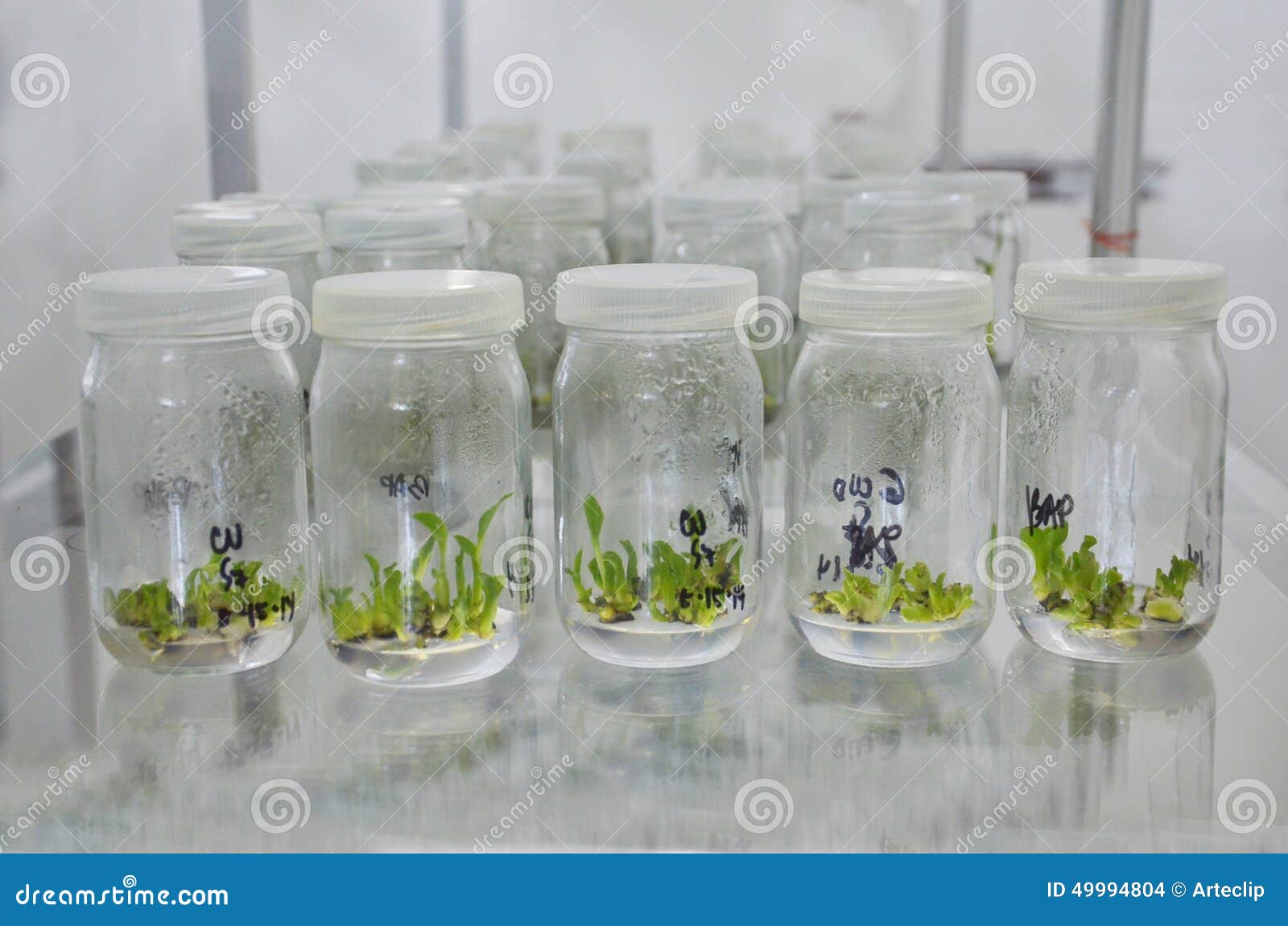 Plant Tissue Culture Laboratory Plant Tissue Culture Laboratory