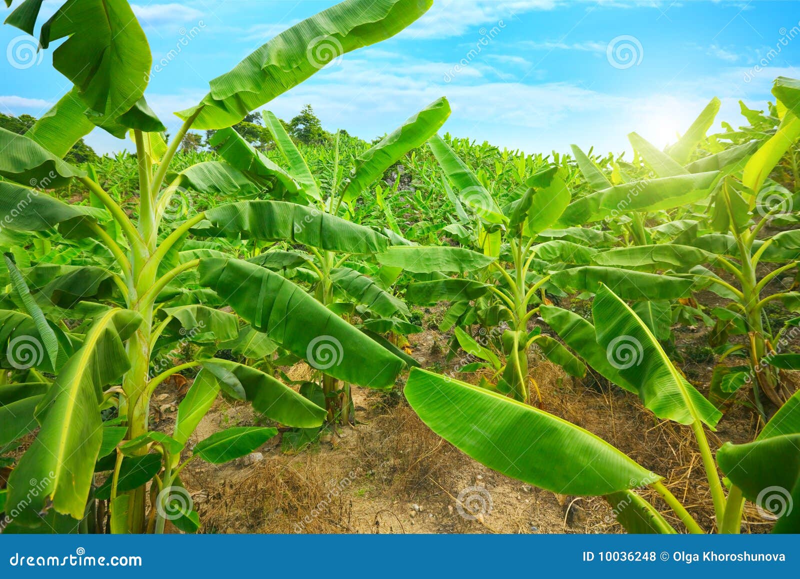 Banana plantation stock photo. Image of country, banana - 10036248