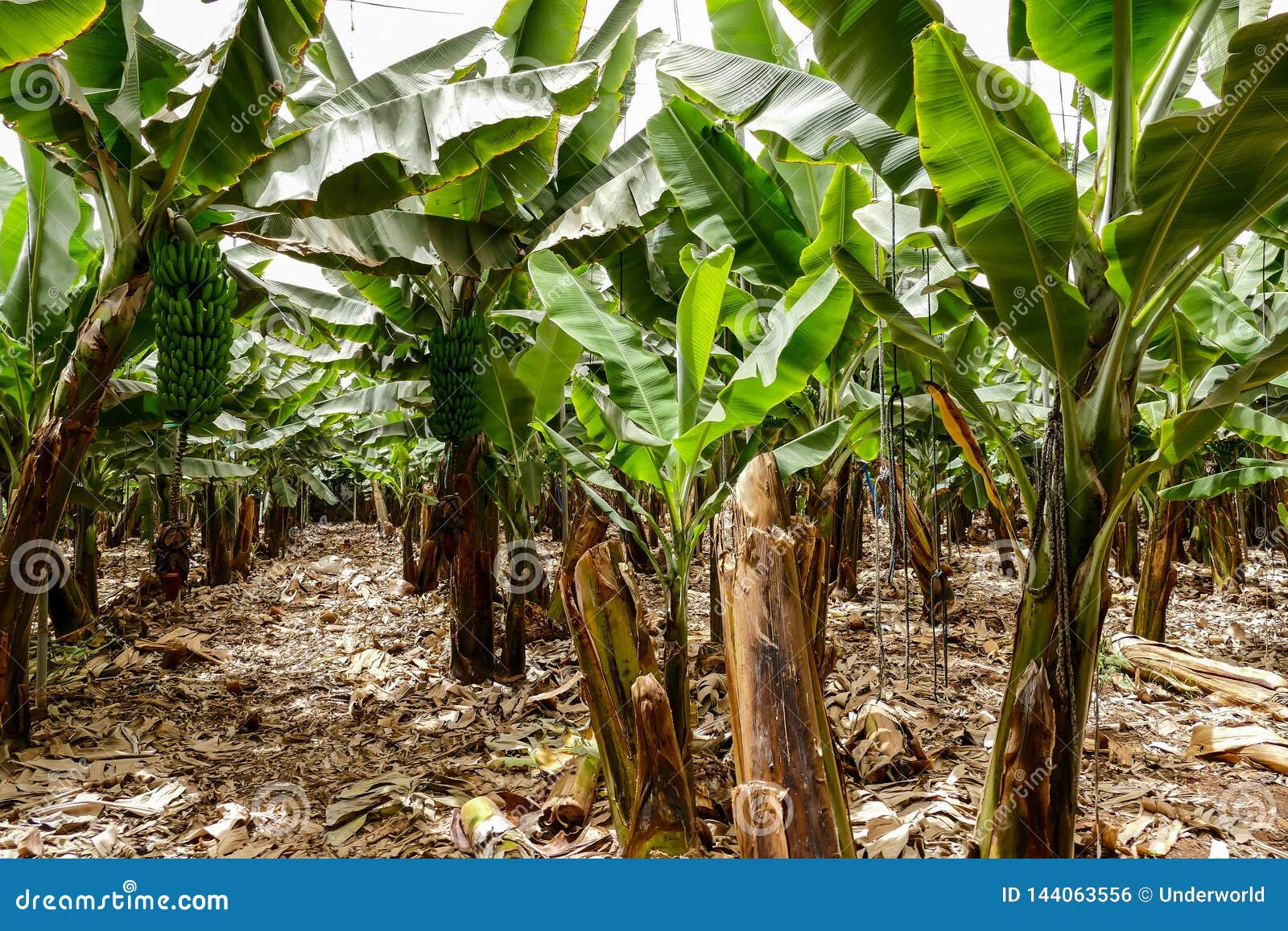 Banana Plantation Field Banana Tree Stock Photo - Image of platano ...