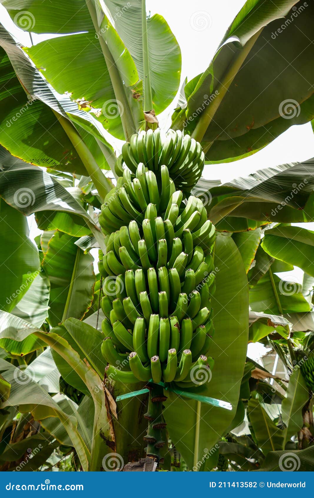 Banana Plantation Field Banana Tree Stock Photo - Image of farming ...