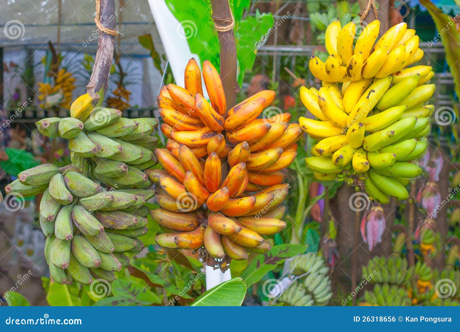 Banana plants stock photo. Image of isolated, split, comparison - 26318656