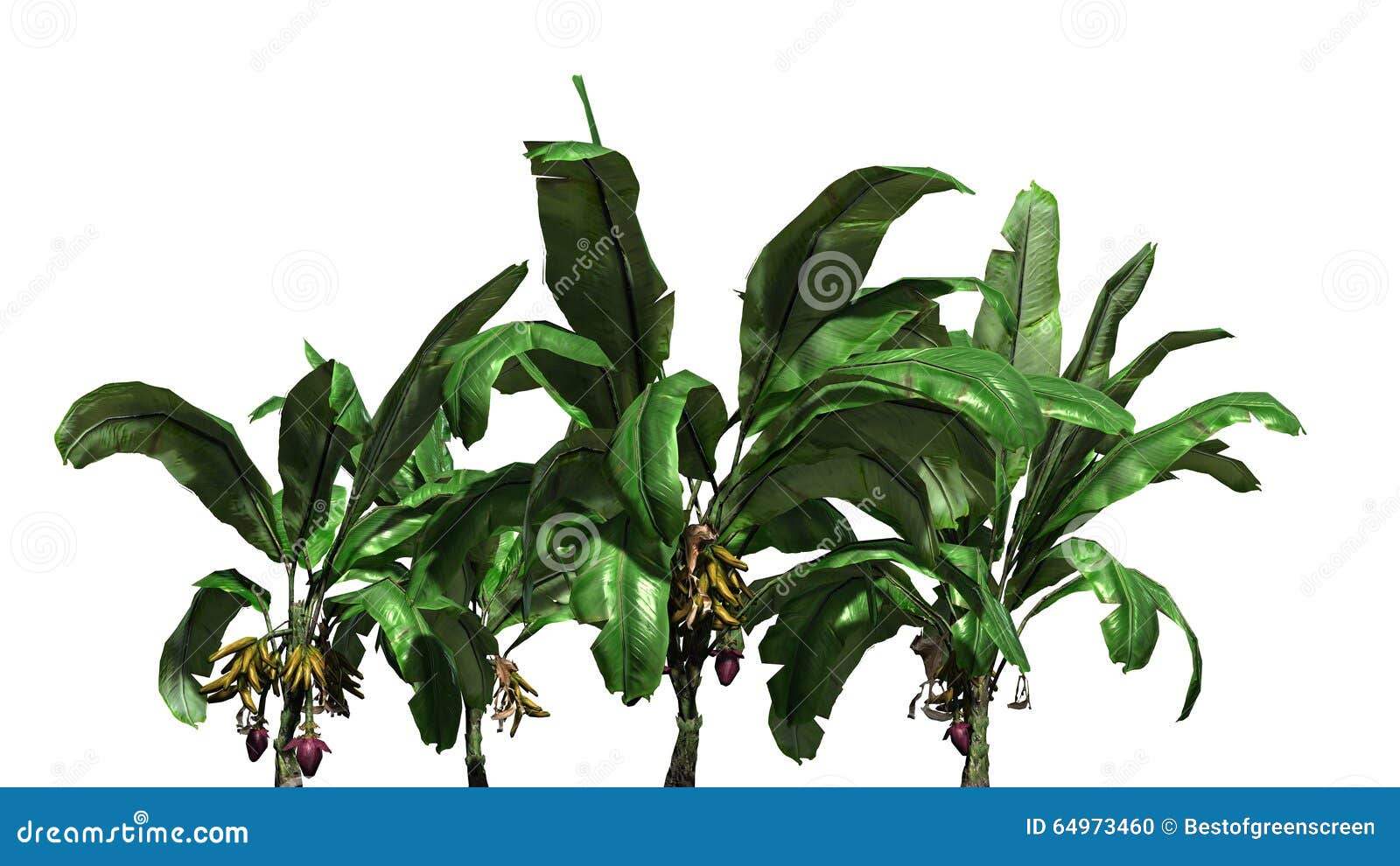 Banana Plants Isolated On White Background Royalty-Free Stock Image ...