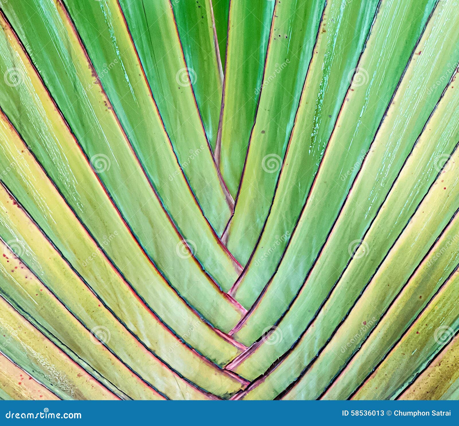 Banana Plants Texture Abstract Background Stock Image - Image of ...
