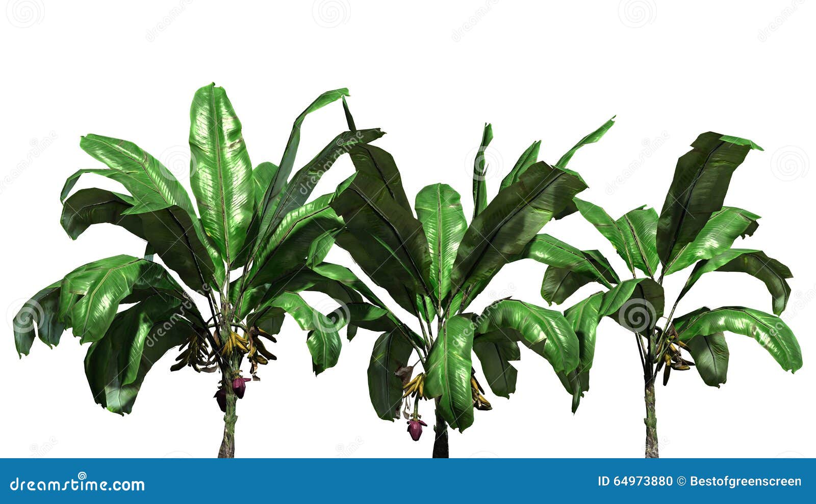 Banana Plants Isolated On White Background Royalty-Free Stock Image ...