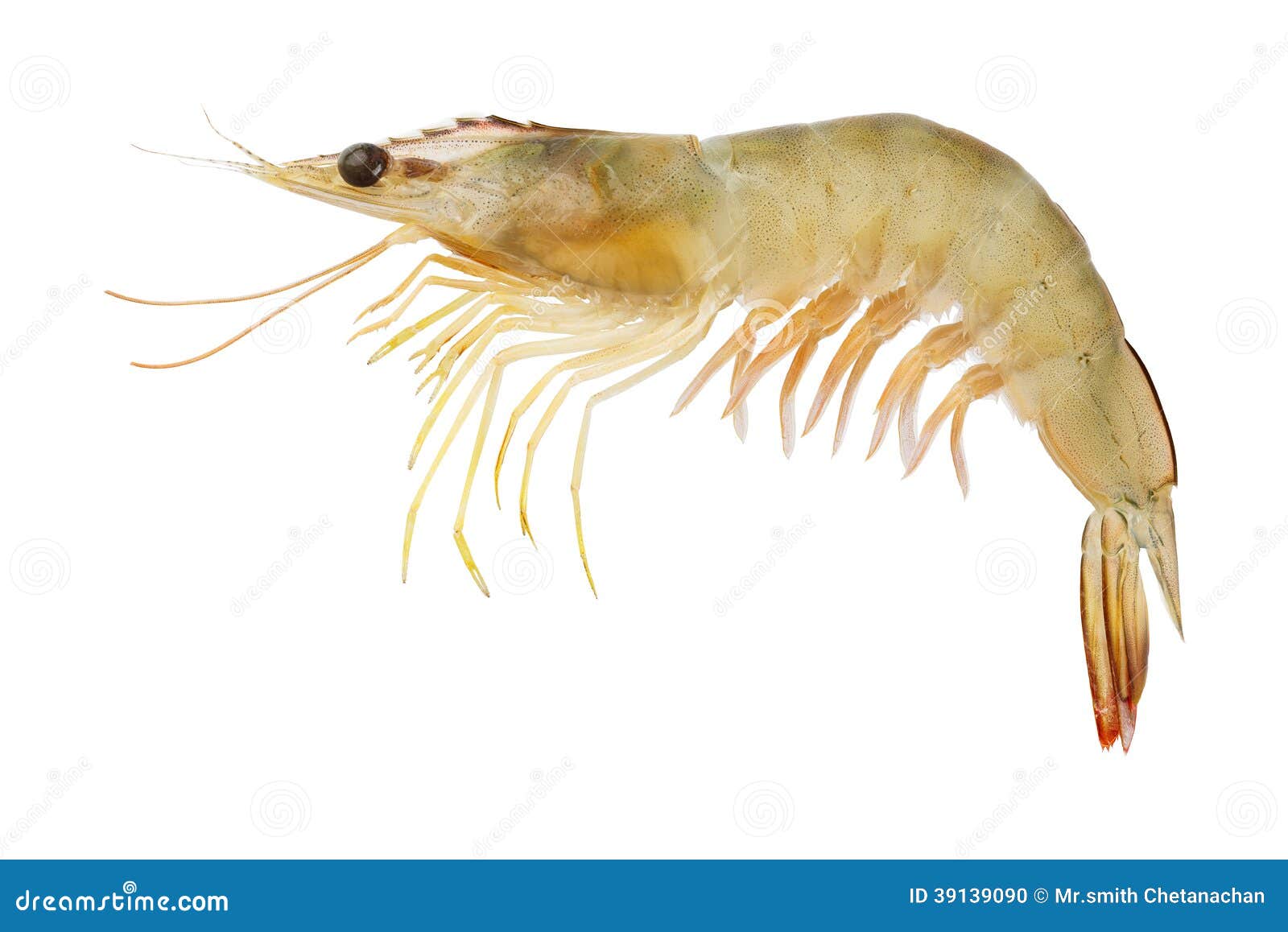 Banana Prawn stock photo. Image of crustacean, white - 39139090