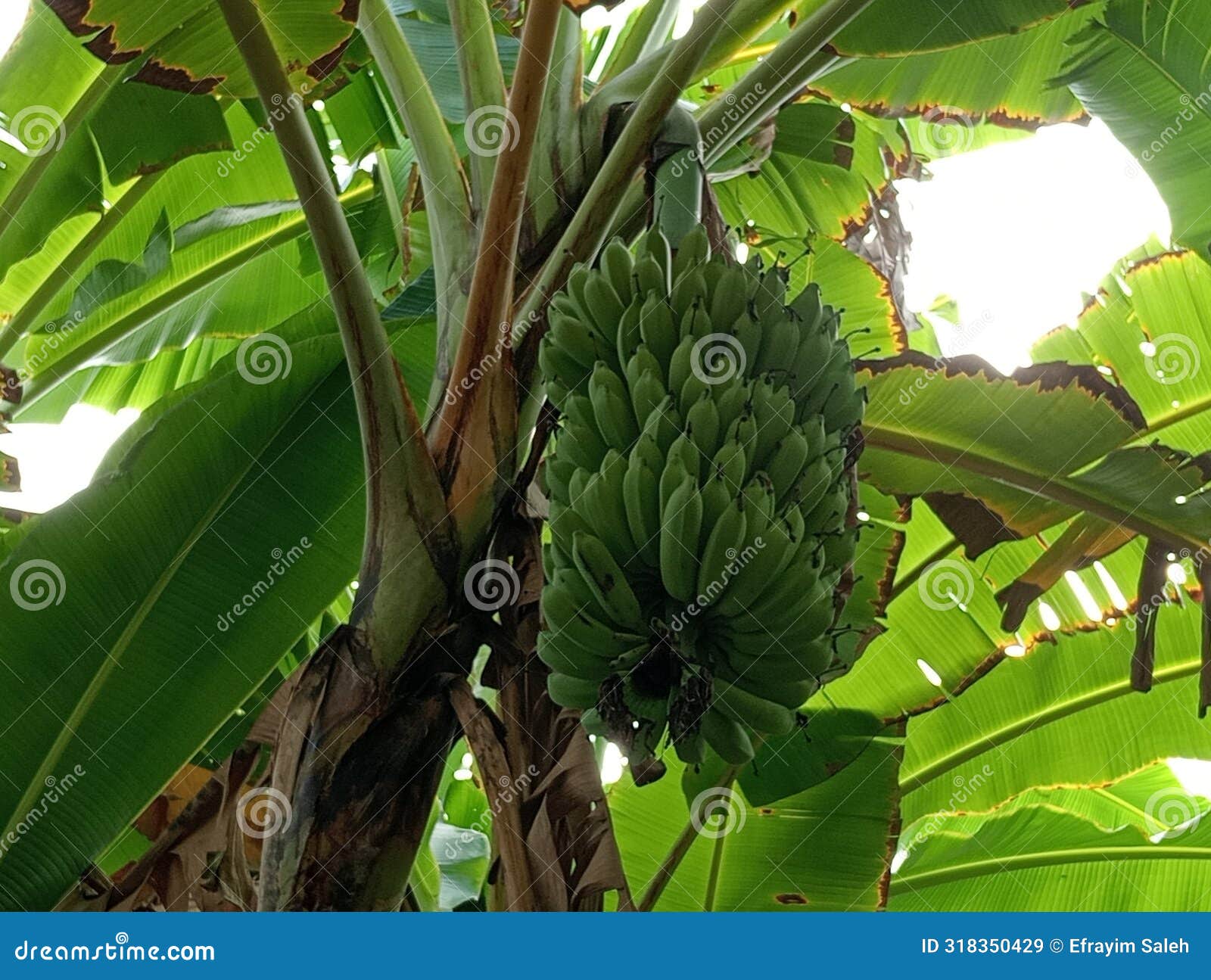 Banana in the Process of Growth Stock Image - Image of tree, land ...