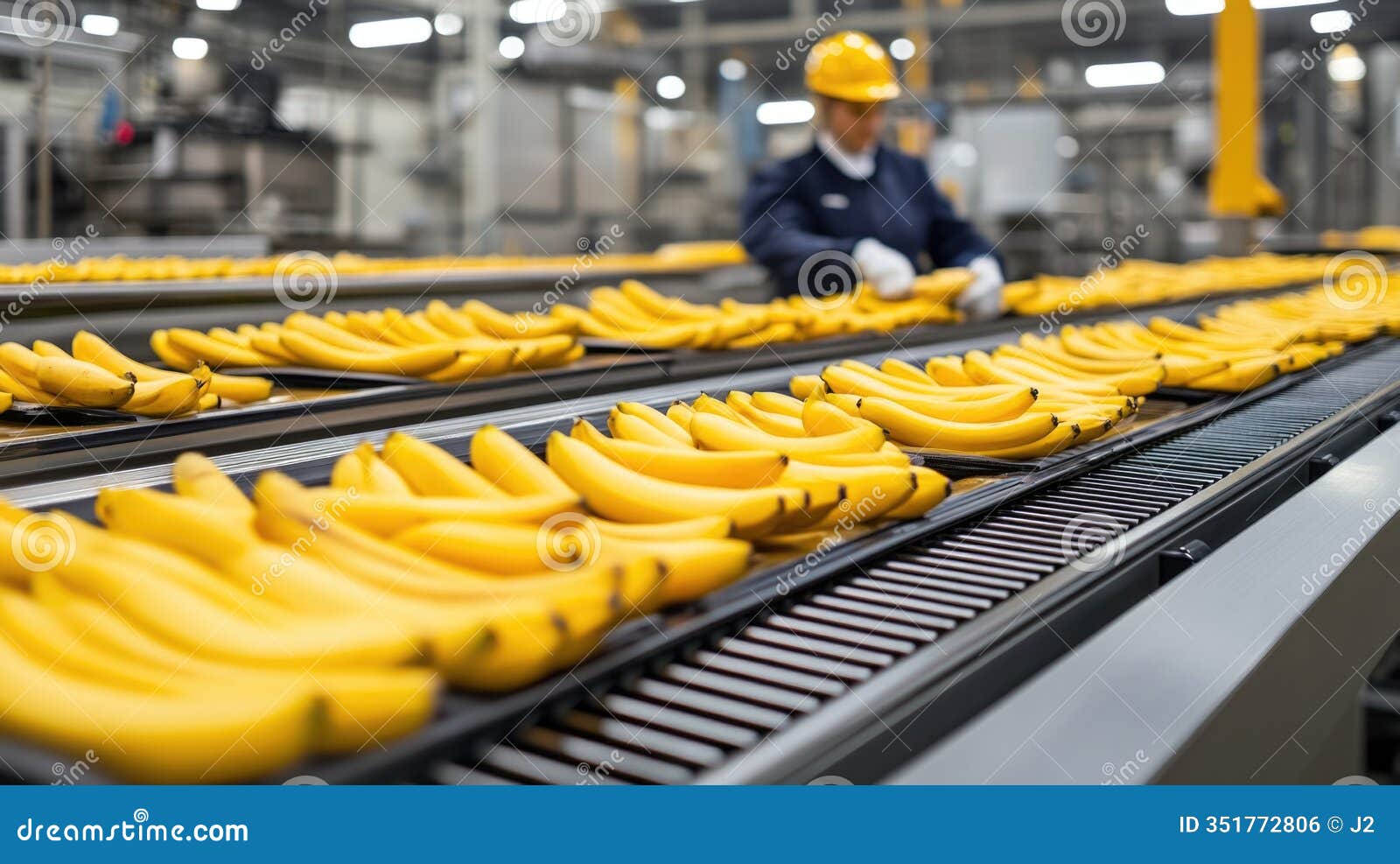Banana Processing Plant with Conveyor Belts and Worker in Safety Gear ...