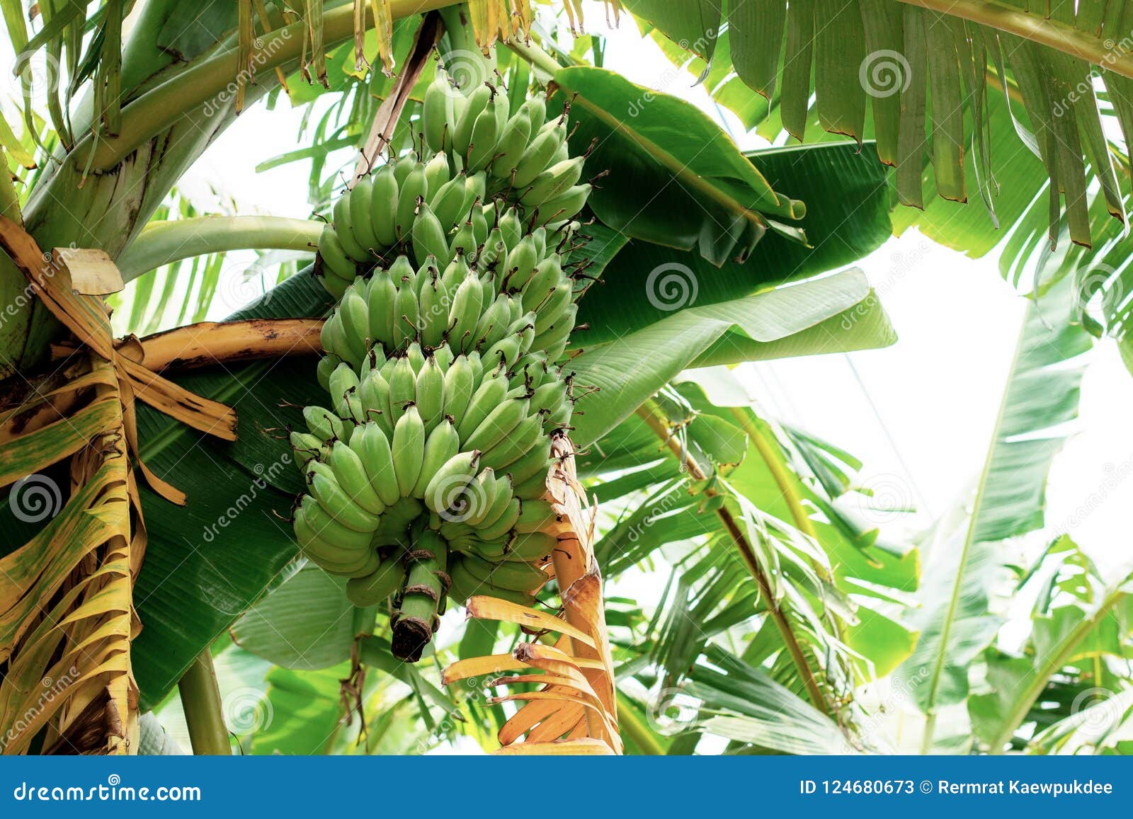 Banana raw on tree at sky. stock image. Image of partial - 124680673