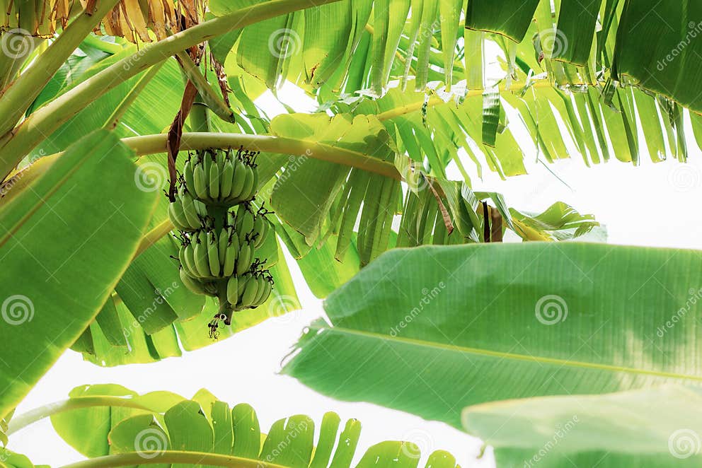 Banana raw on tree. stock image. Image of growth, closeup - 121372061