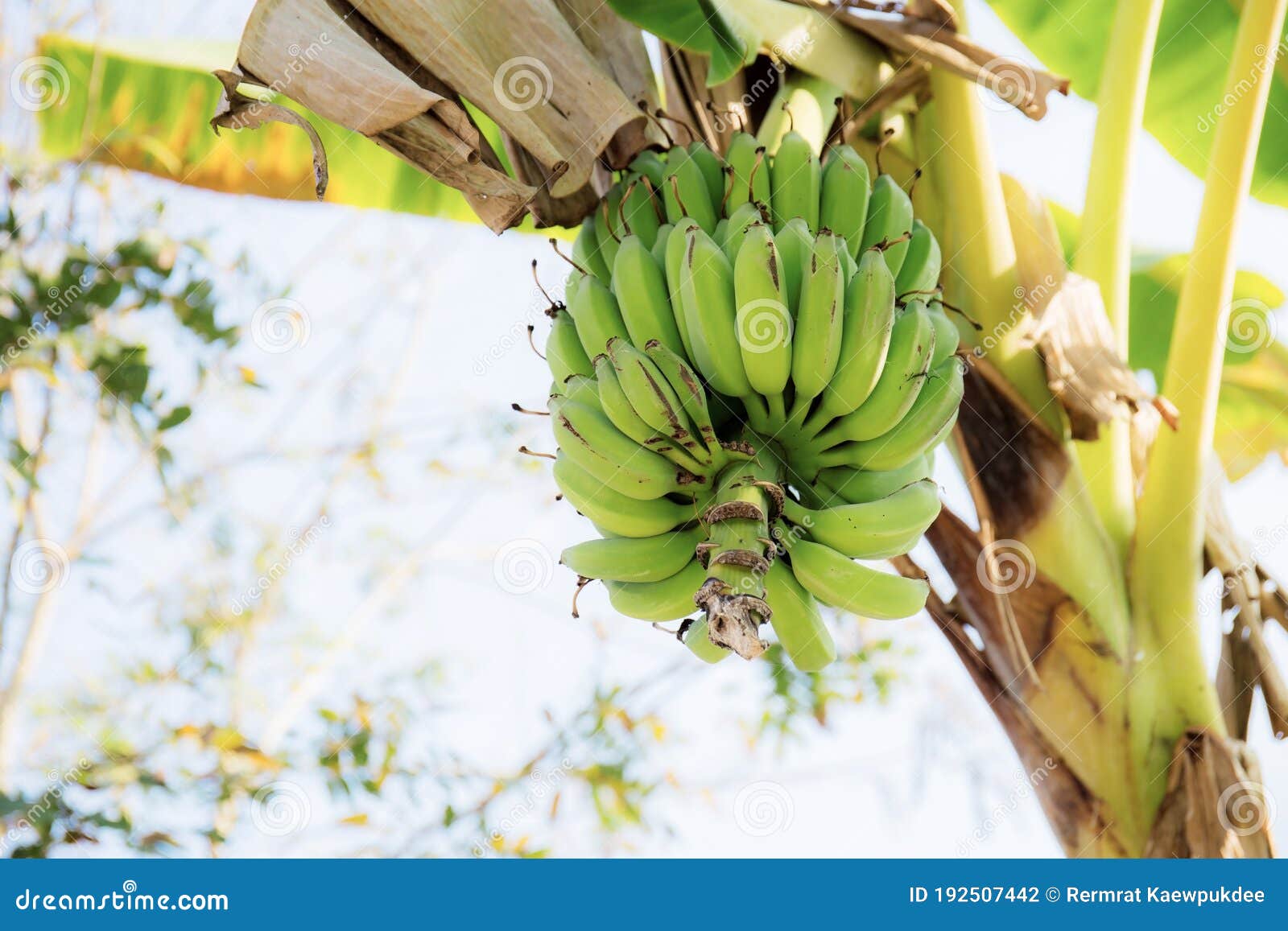 Banana raw on tree stock photo. Image of leaf, cluster - 192507442