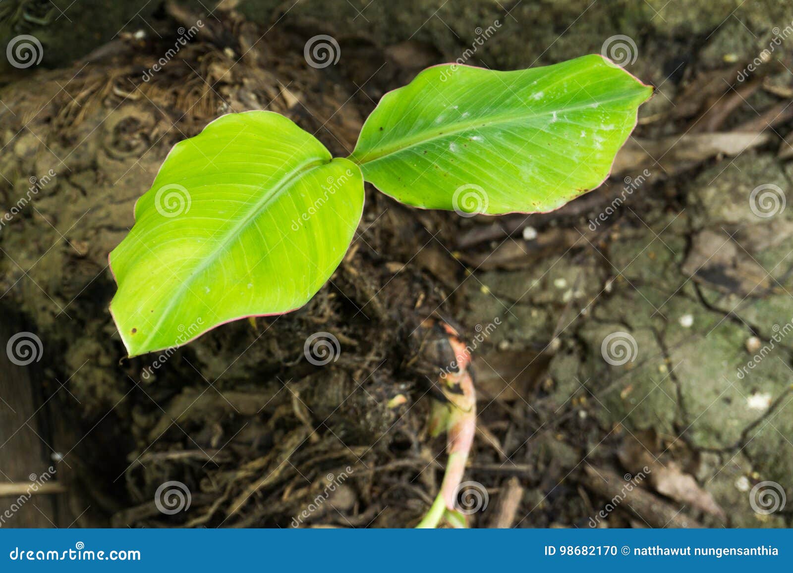 Banana Rhizome Put on Wet Floor Stock Photo - Image of beautiful, tree ...