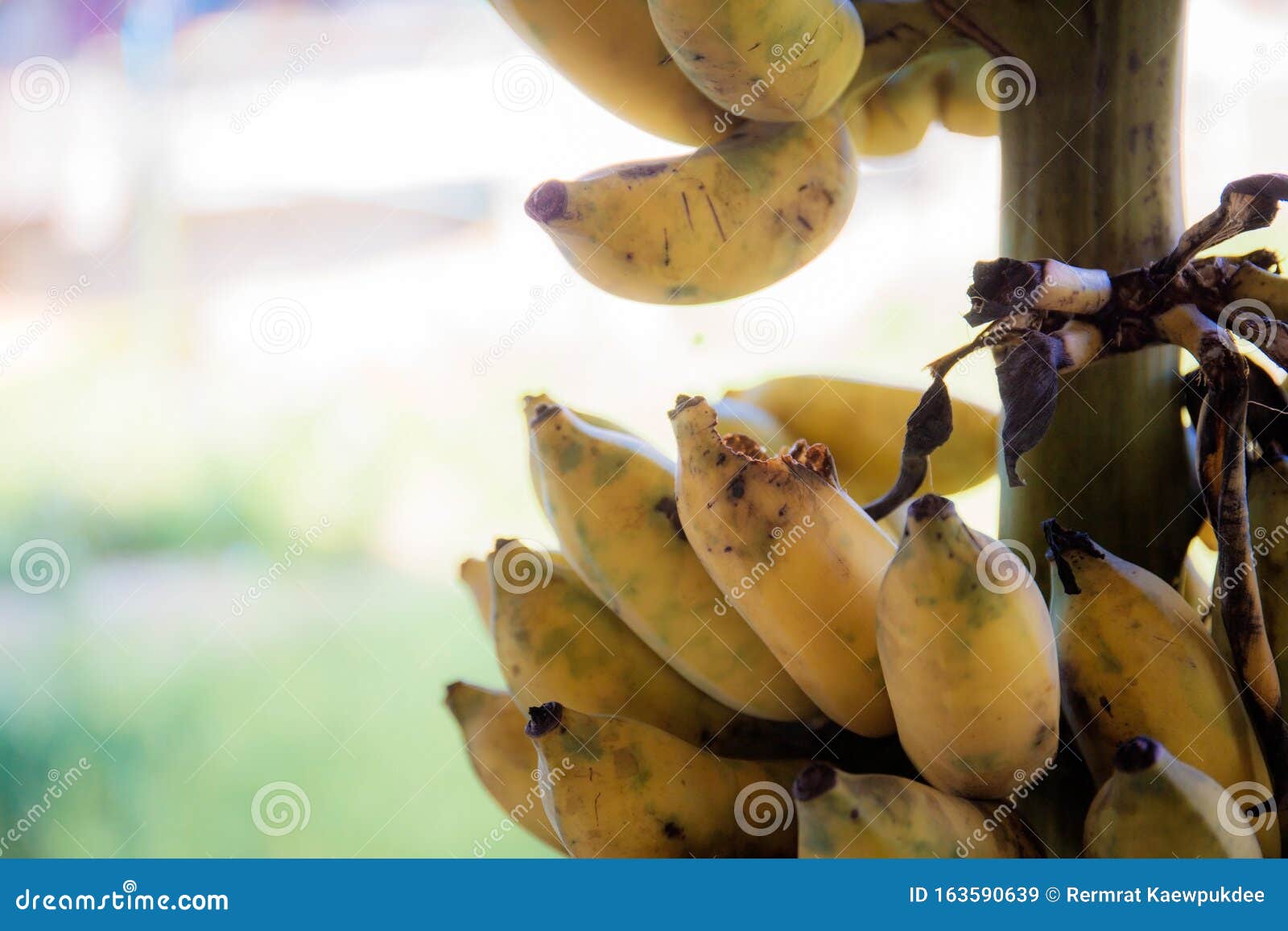 Banana are Rotten at Sunlight Stock Image - Image of nature, cluster ...