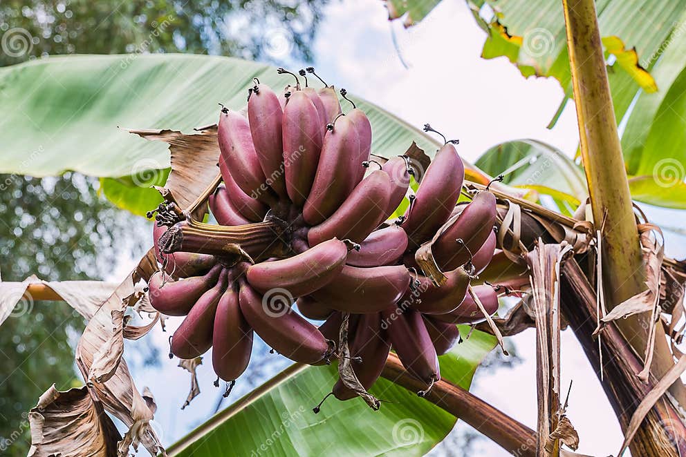 Banana roxa foto de stock. Imagem de folha, roxo, banana - 103522906