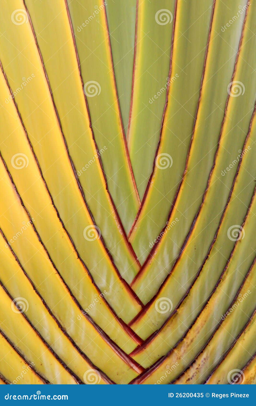 Banana s tree texture stock image. Image of bananas, tree - 26200435