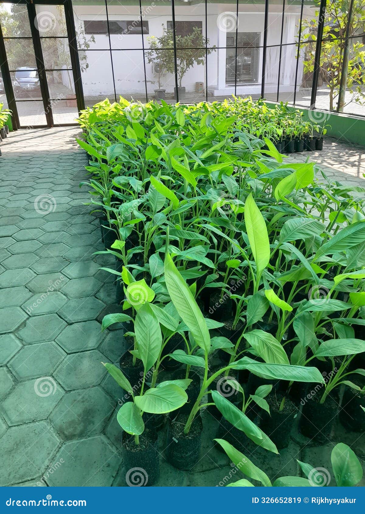Banana seeds in greenhouse stock image. Image of fruit - 326652819