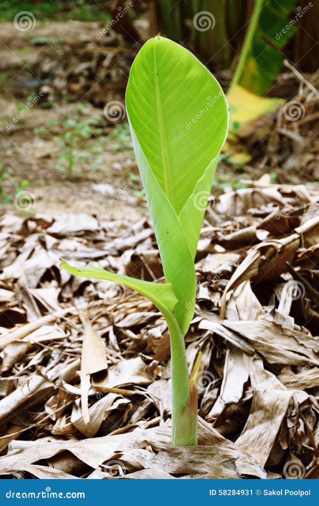 Banana shoot stock image. Image of backyard, landscape - 58284931