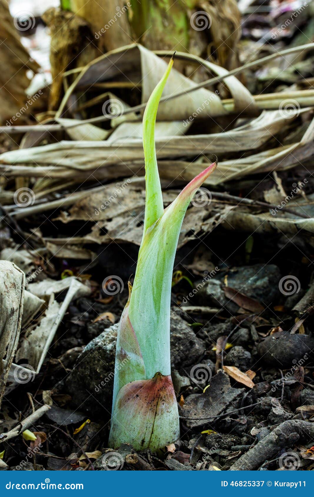 Banana Shoots Stock Photo - Image: 46825337