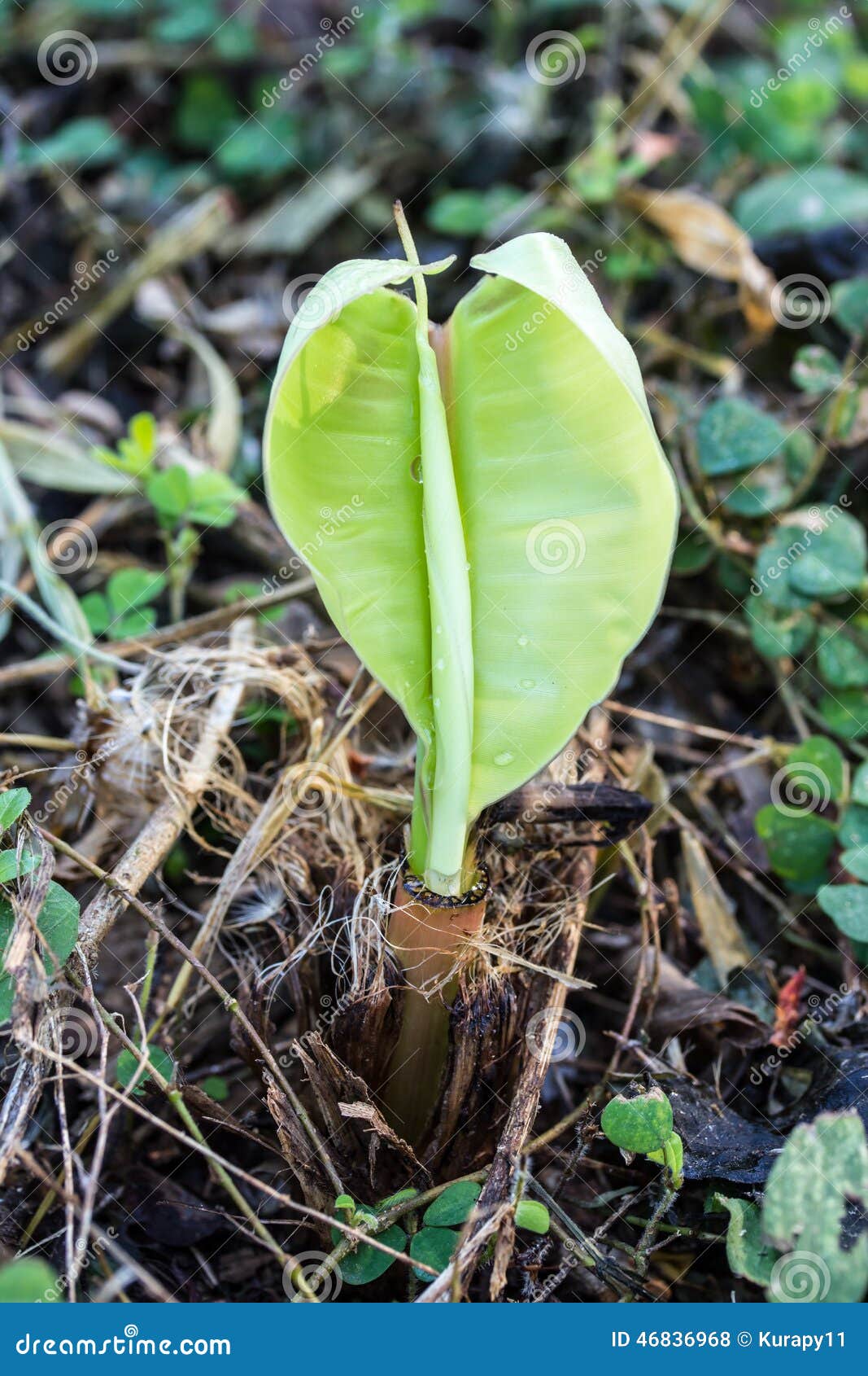Banana shoots stock photo. Image of young, cultivated - 46836968