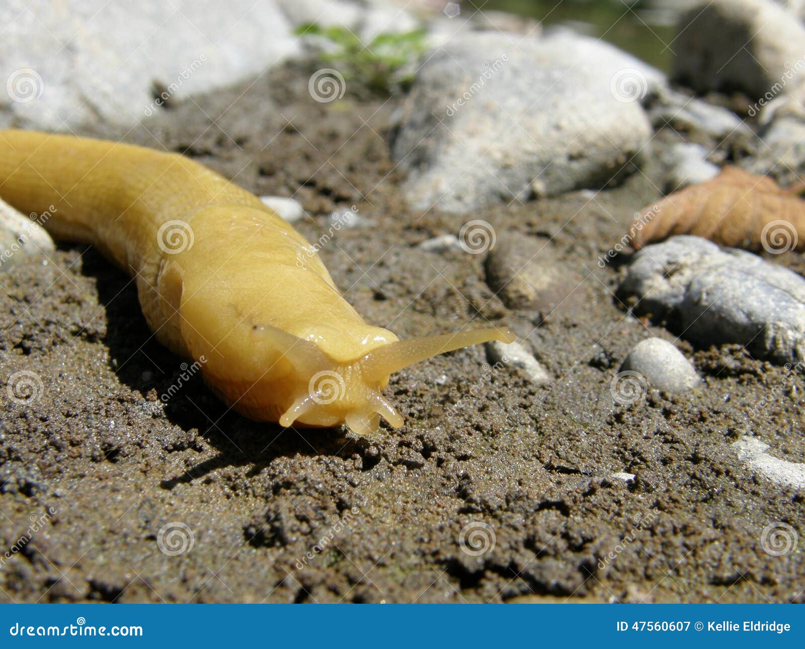 Banana slug stock image. Image of large, mollusc, slow - 47560607