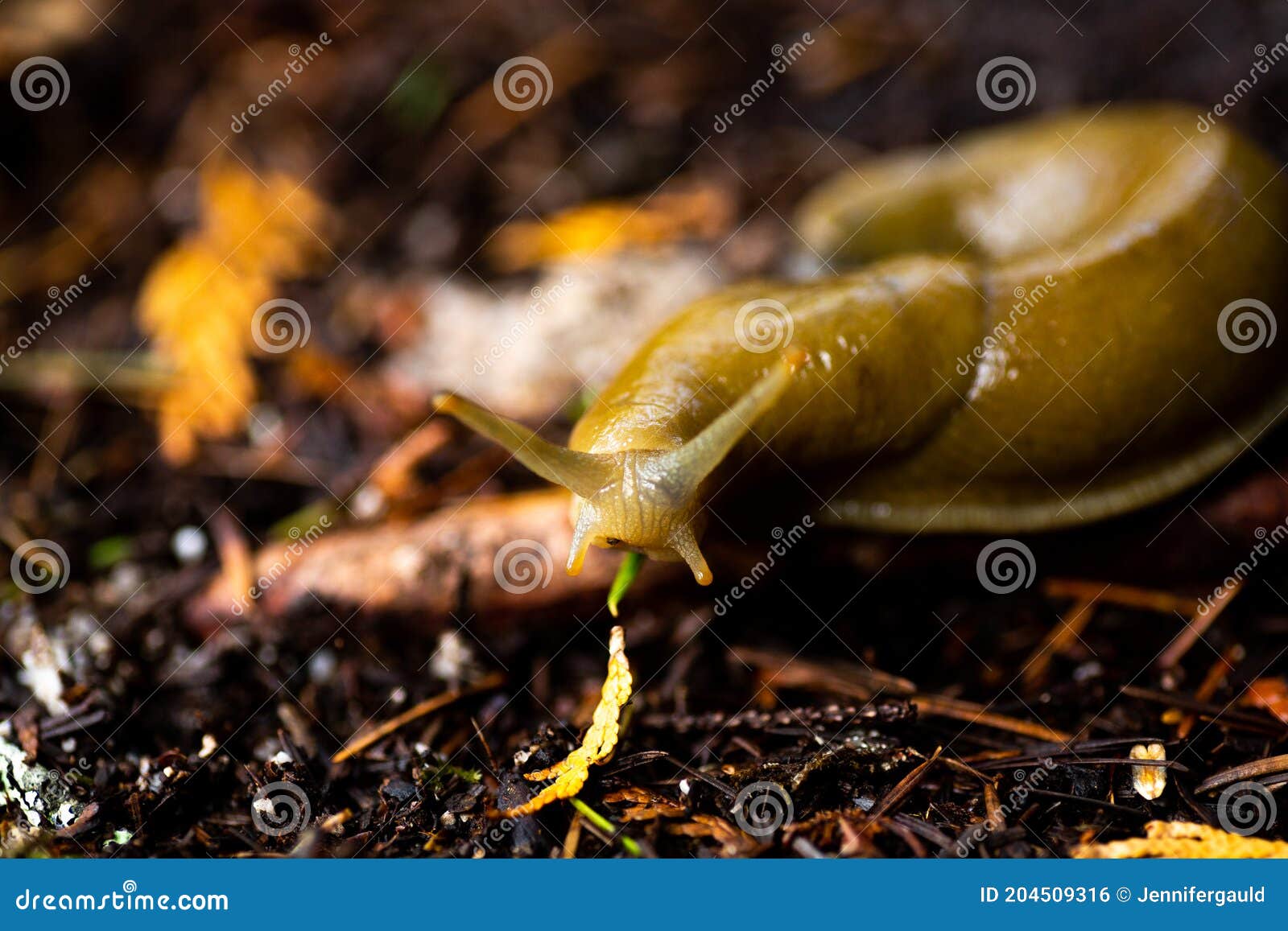 Banana Slug Eating a Pine Needle Stock Photo - Image of close, snail ...