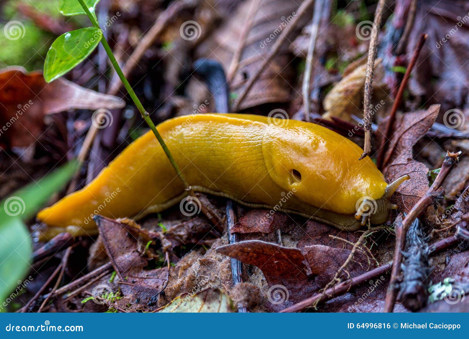 Banana Slug Eating A Mushroom Royalty-Free Stock Image | CartoonDealer ...