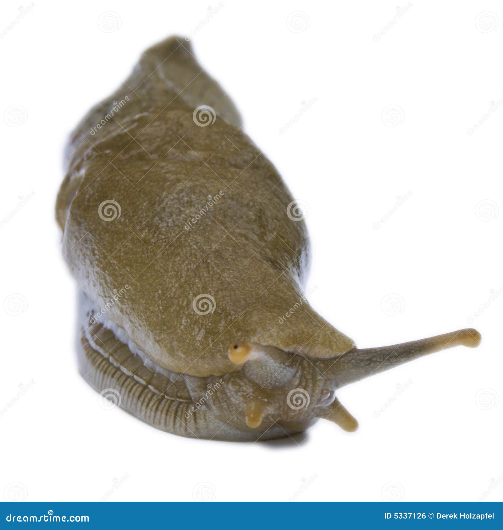 Giant, Slimy Slug Eating A Leaf Royalty-Free Stock Photo ...