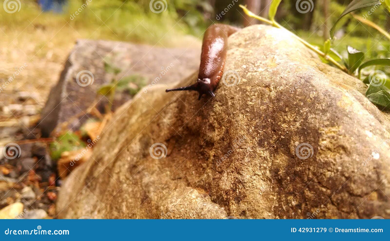 Banana slug on rock stock image. Image of banana, rock - 42931279