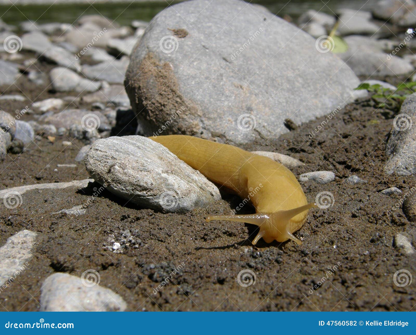Banana slug in the sand stock photo. Image of mollusk - 47560582
