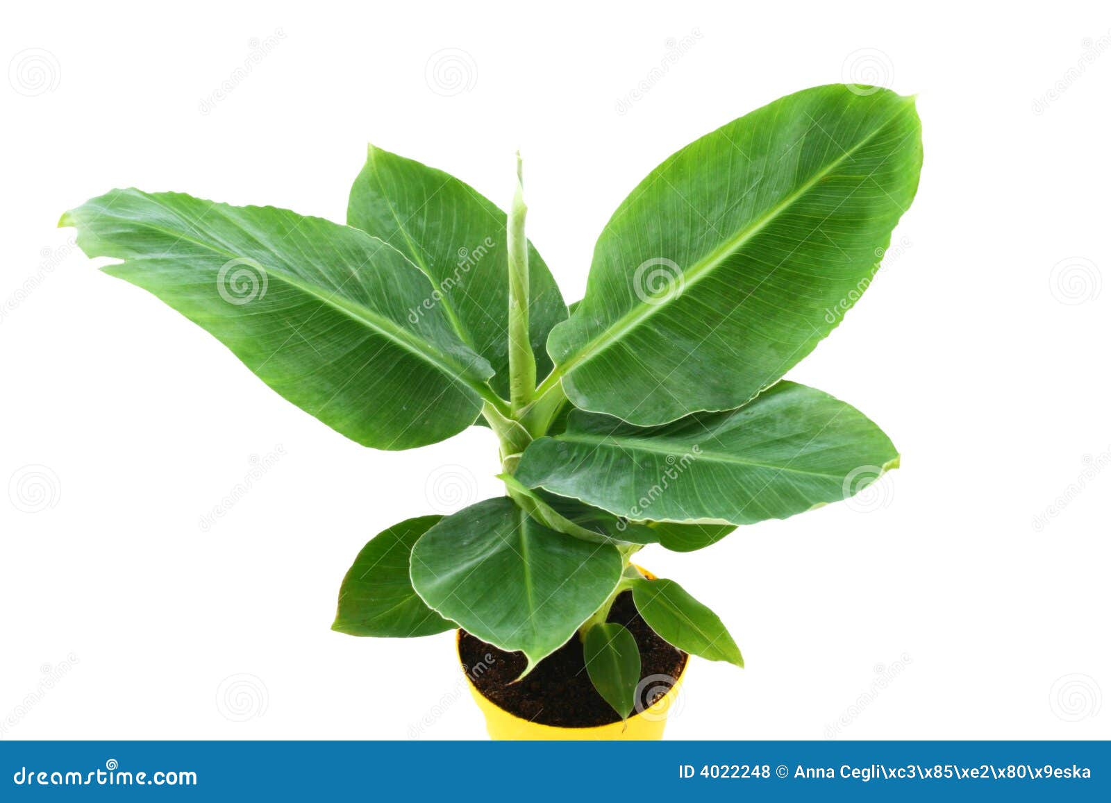 Banana small plant stock photo. Image of green, hosta - 4022248
