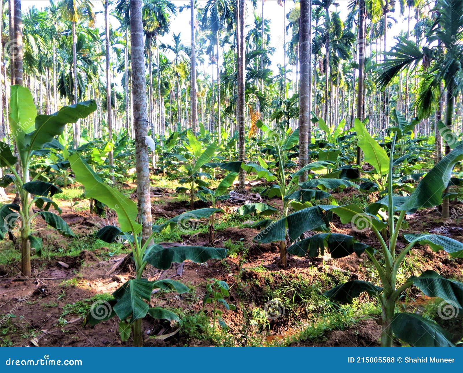 Banana small tree stock photo. Image of plantation, trees - 215005588