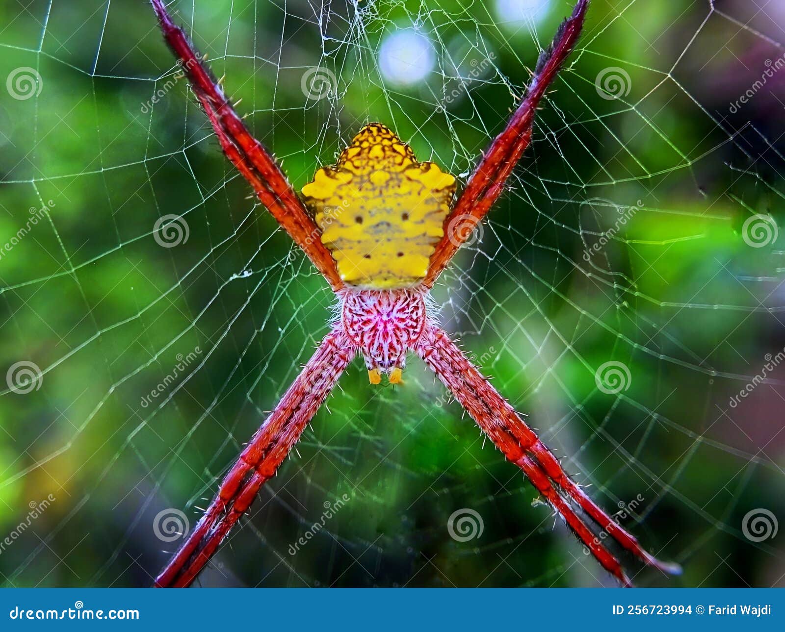 Banana Spider stock photo. Image of dragonfly, giant - 256723994